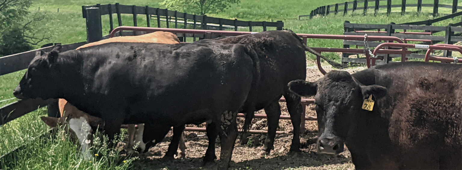 Home - Hartland Farm Wagyu